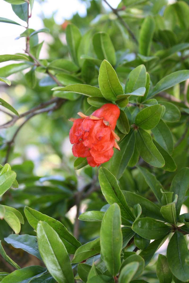 Granatapfelbaum - Pflanzenhof Moosheide | Pflanzenhof Moosheide