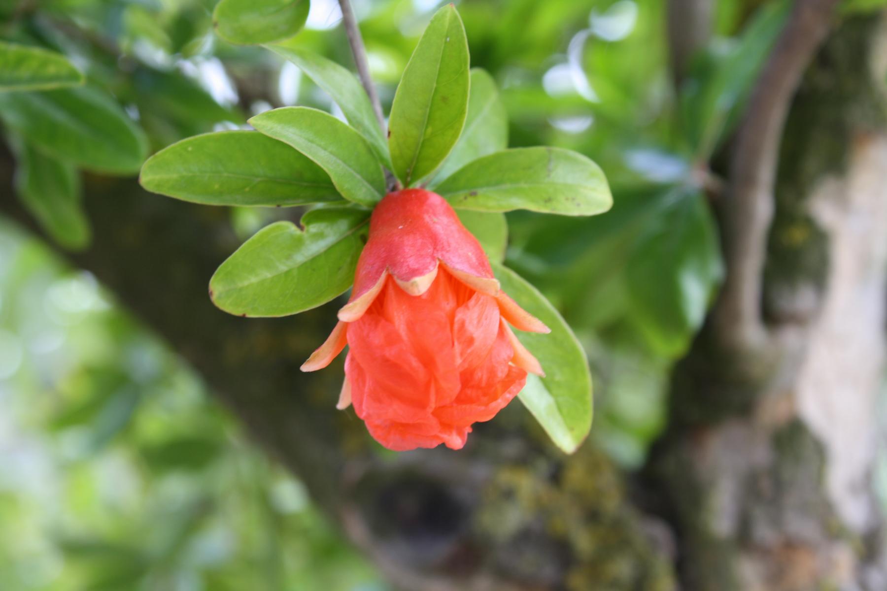 Granatapfelbaum - Pflanzenhof Moosheide | Pflanzenhof Moosheide