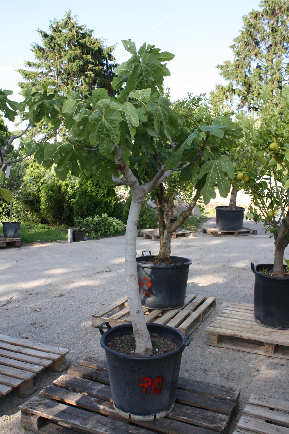 Feigenbaum | Pflanzenhof Moosheide