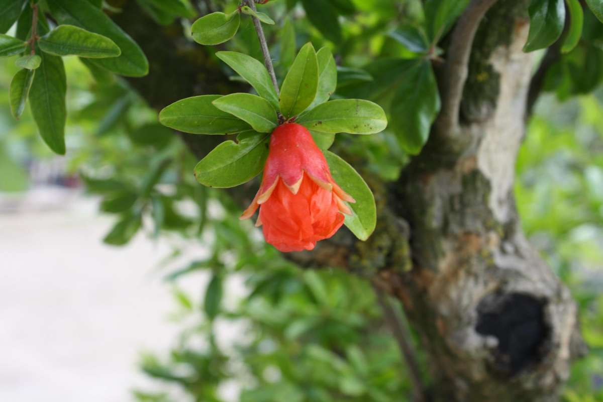 Granatapfelbaum - Pflanzenhof Moosheide | Pflanzenhof Moosheide