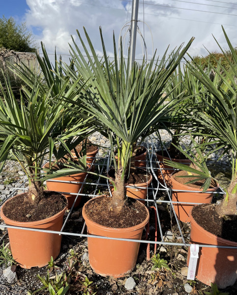 Trachycarpus fortunei | Pflanzenhof Moosheide
