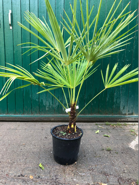 Trachycarpus fortunei Hanfpalme | Pflanzenhof Moosheide